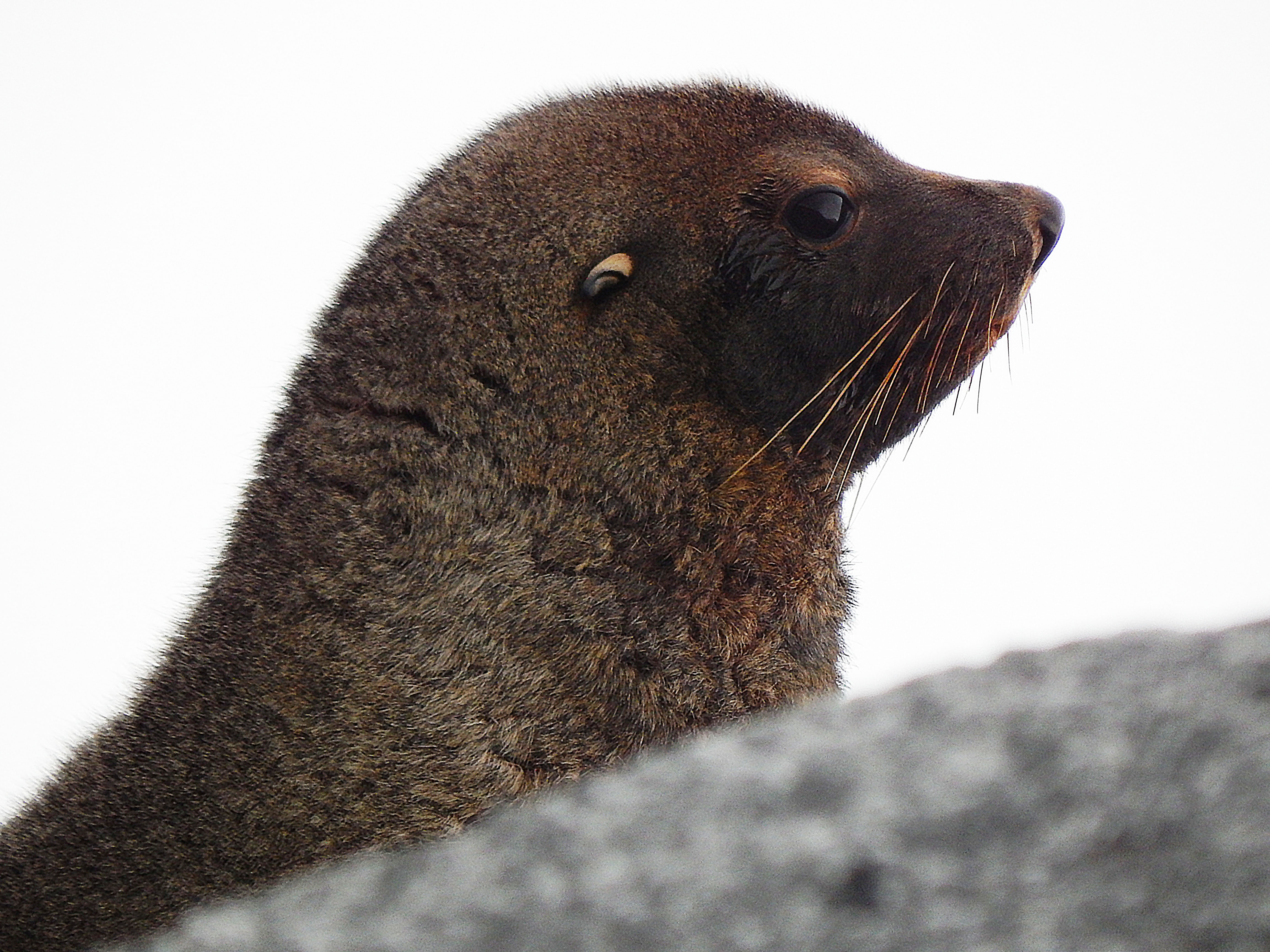 Photo Gallery – Inzane Research