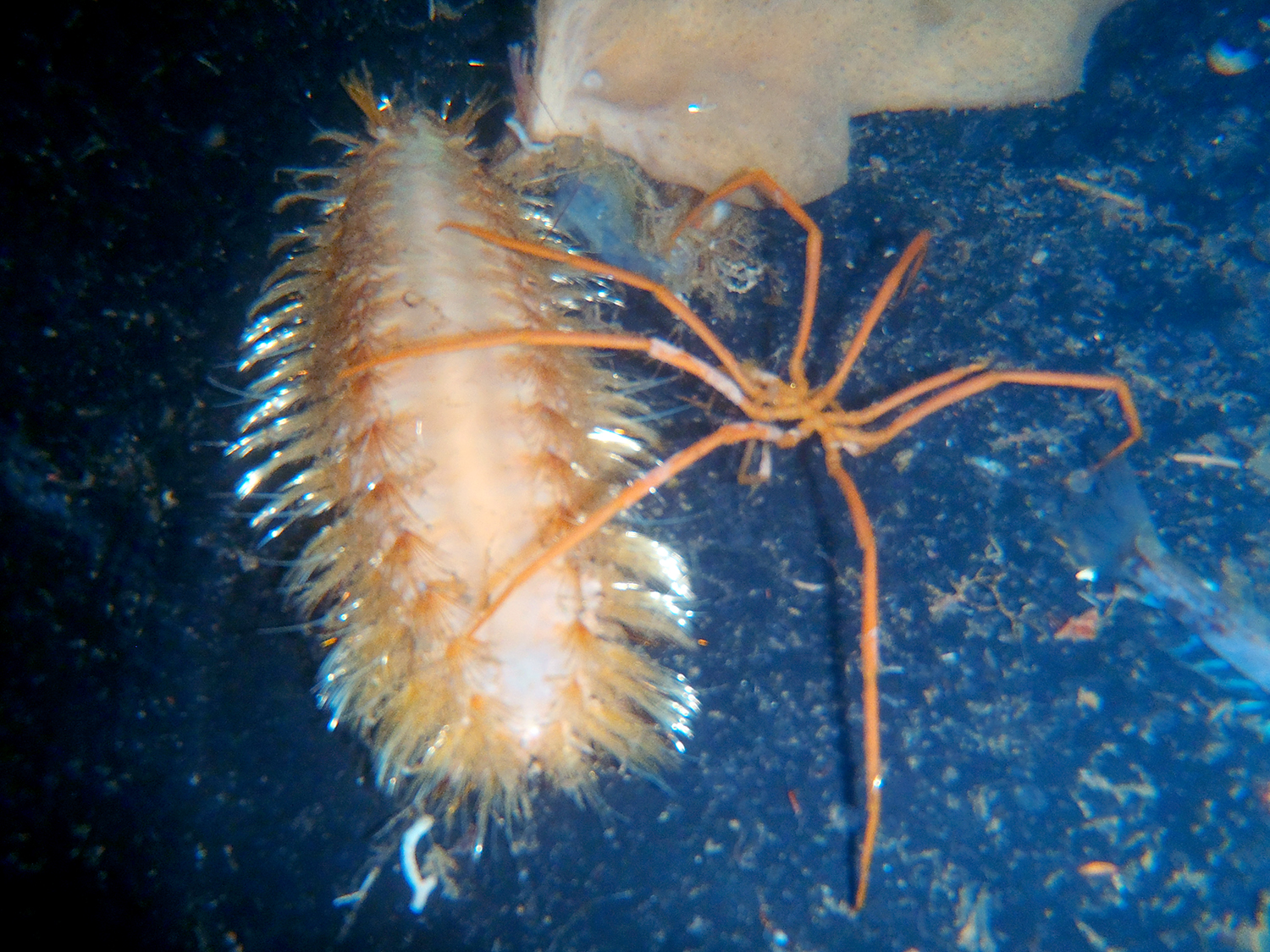 Photo Gallery – Inzane Research