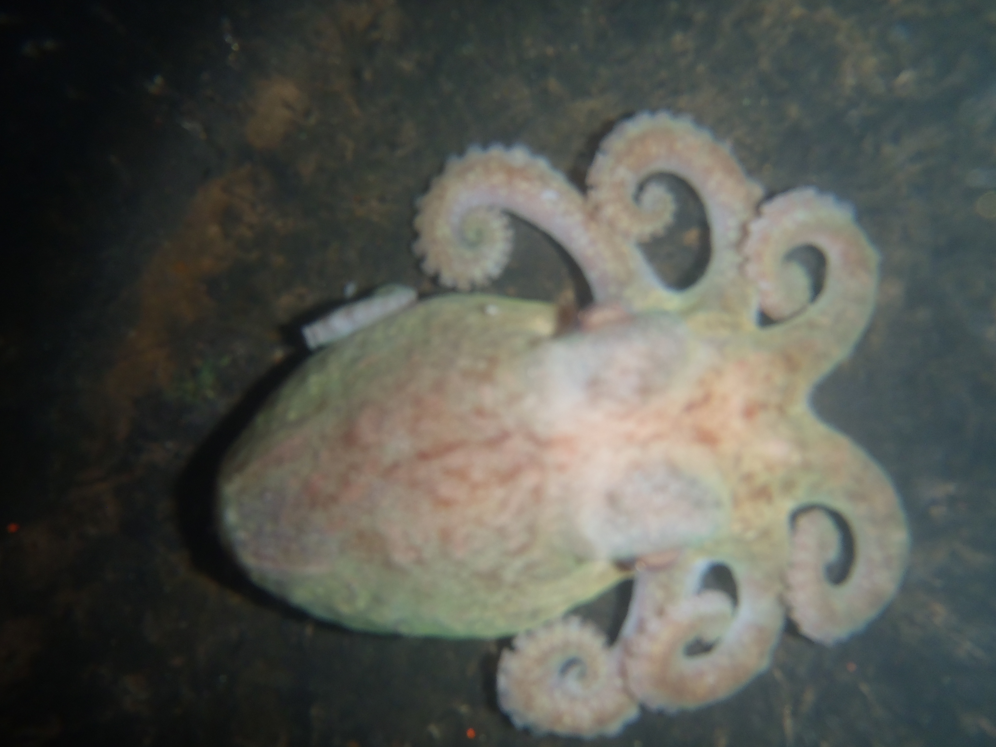 Photo Gallery – Inzane Research